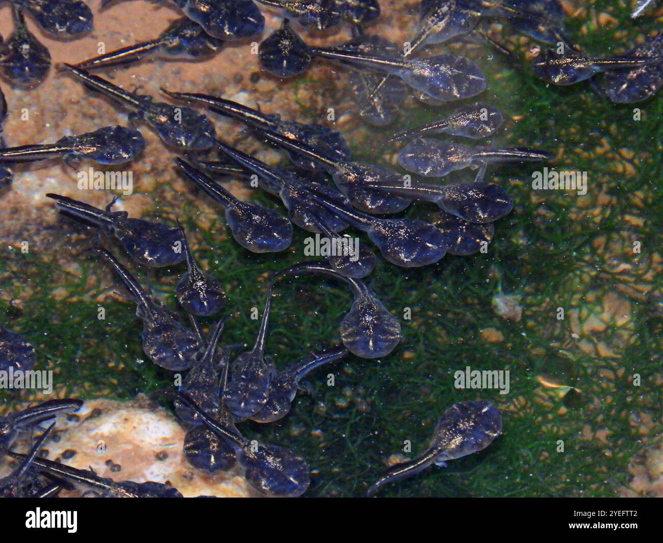 Marbled rubber frog (Phrynomantis annectens Stock Photo - Alamy