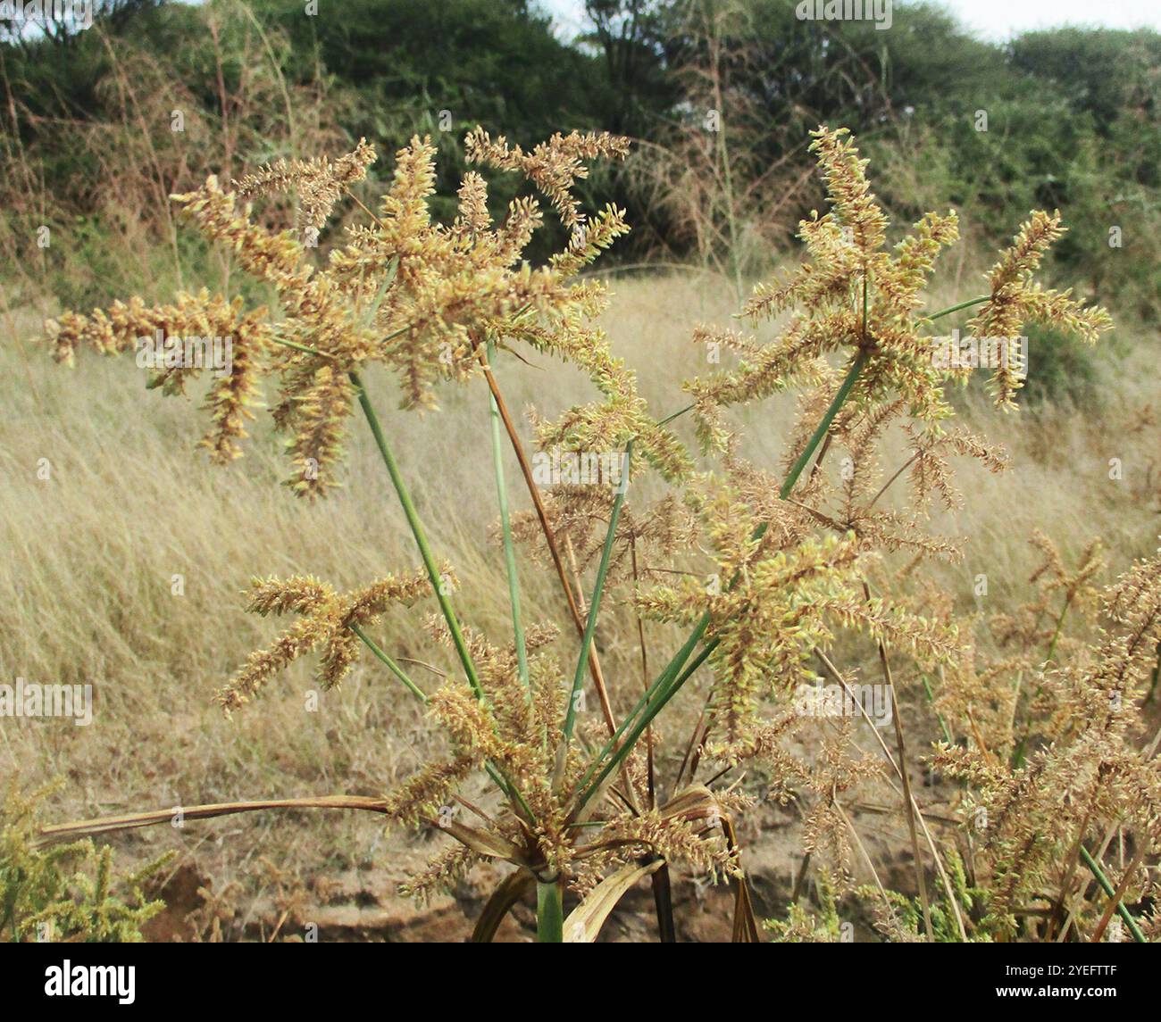 Cyperus dives hi-res stock photography and images - Alamy