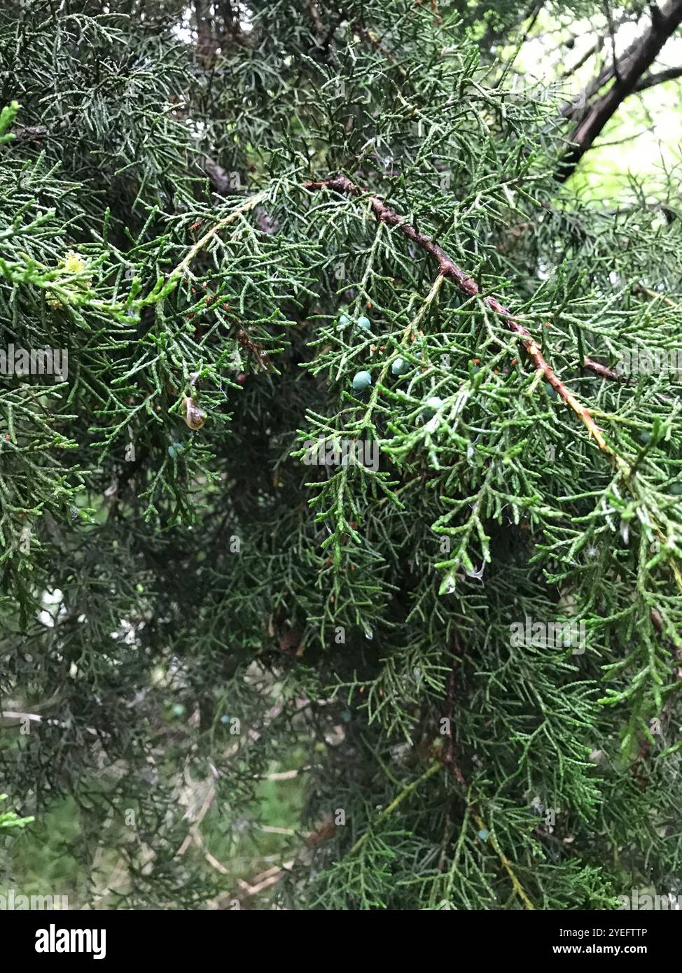 Ashe juniper (Juniperus ashei Stock Photo - Alamy