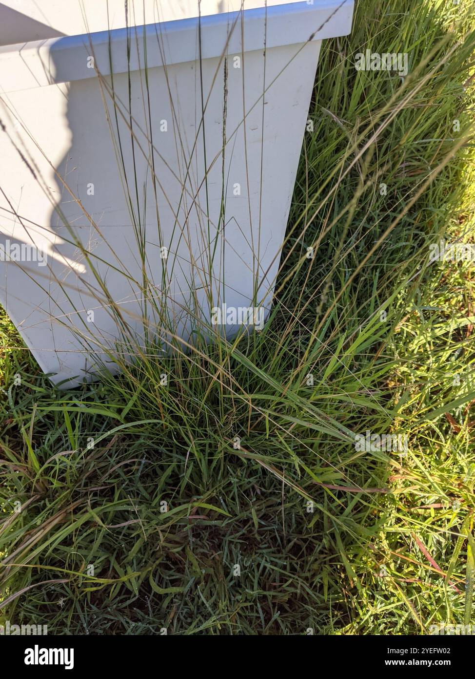 slender rat's tail grass (Sporobolus elongatus Stock Photo - Alamy