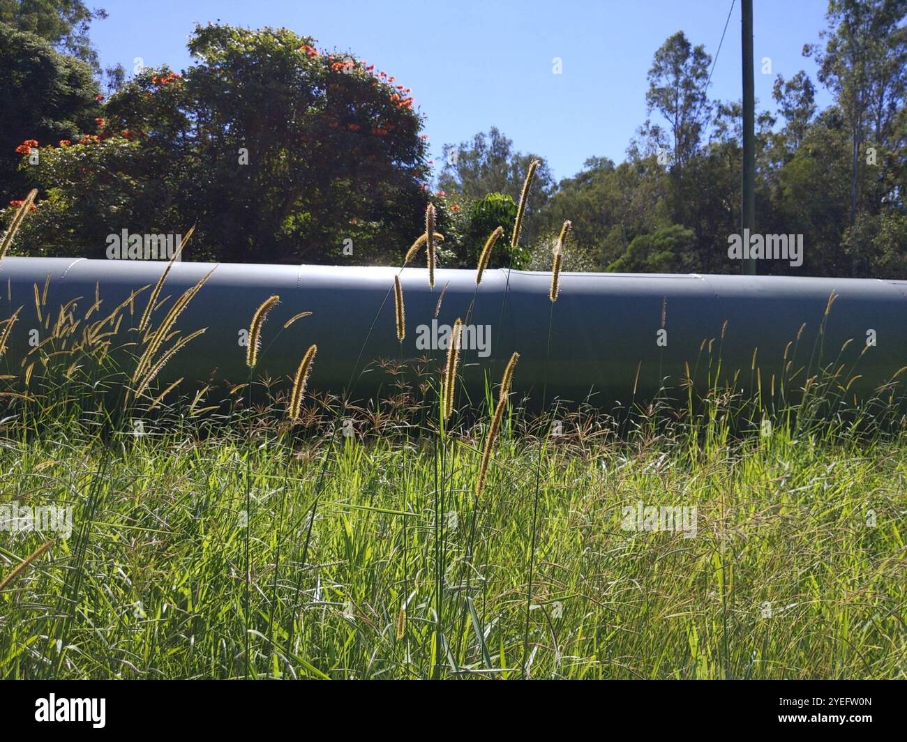 African bristlegrass hi-res stock photography and images - Alamy