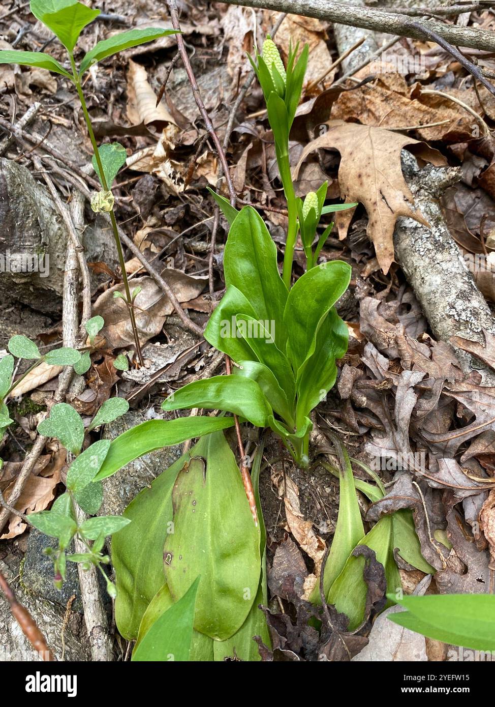 devil's bit (Chamaelirium luteum Stock Photo - Alamy