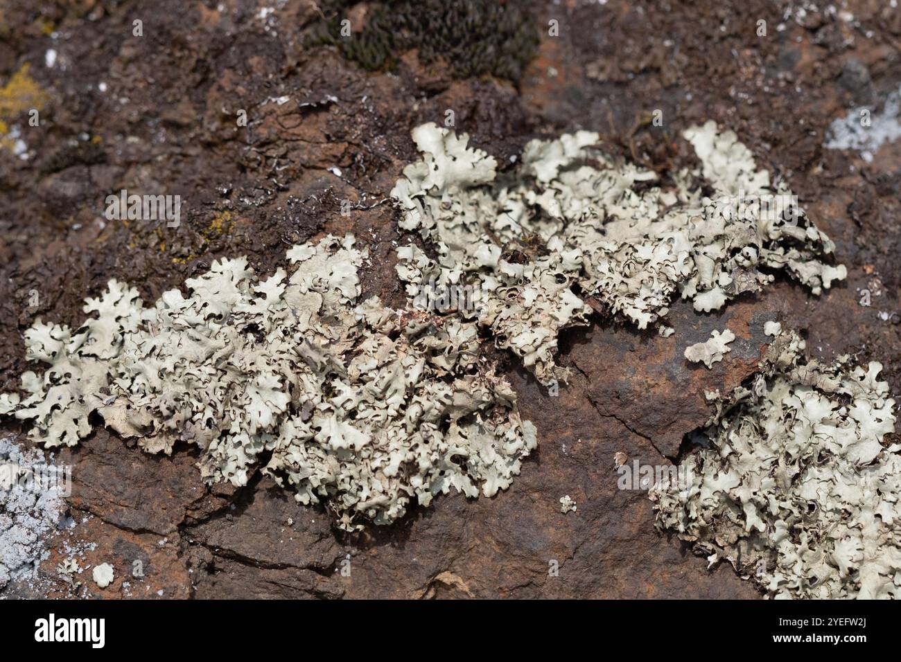 rock shield lichens (Xanthoparmelia Stock Photo - Alamy