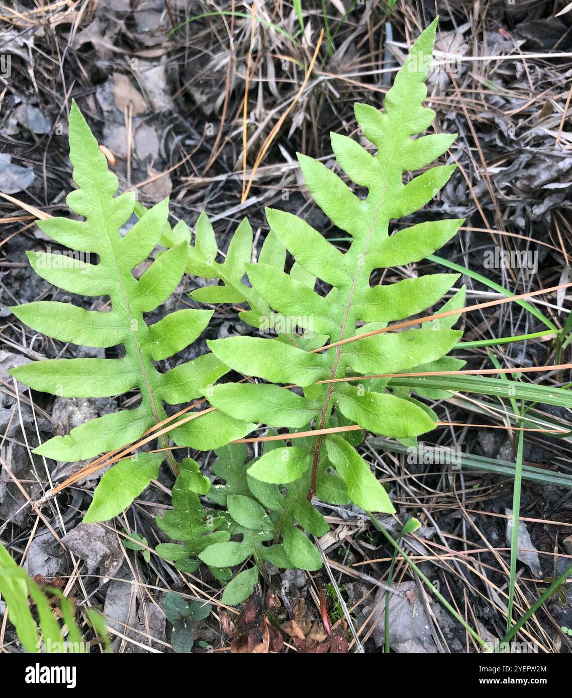 netted chain fern (Woodwardia areolata Stock Photo - Alamy
