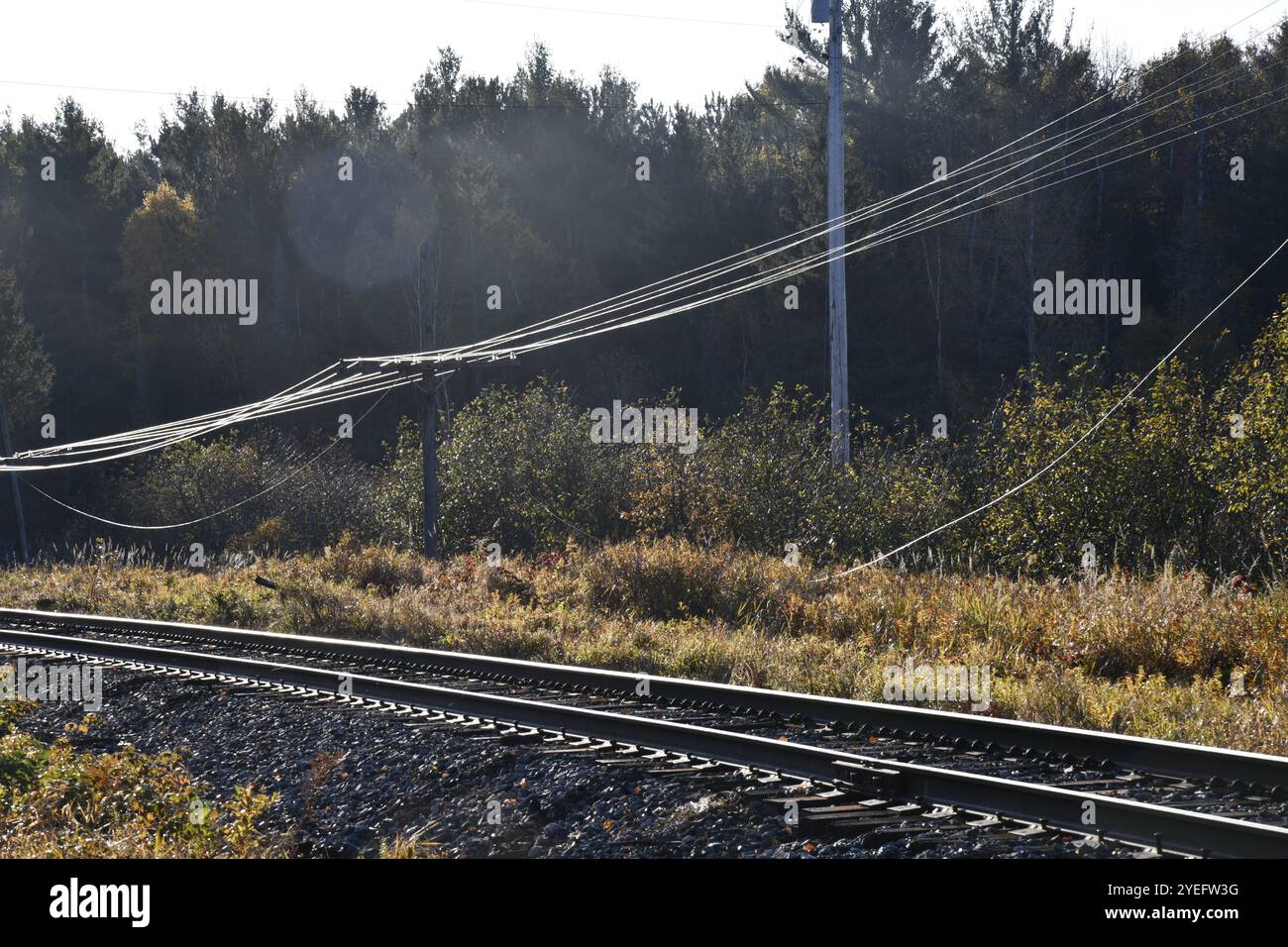 Tamarack gold hi-res stock photography and images - Alamy