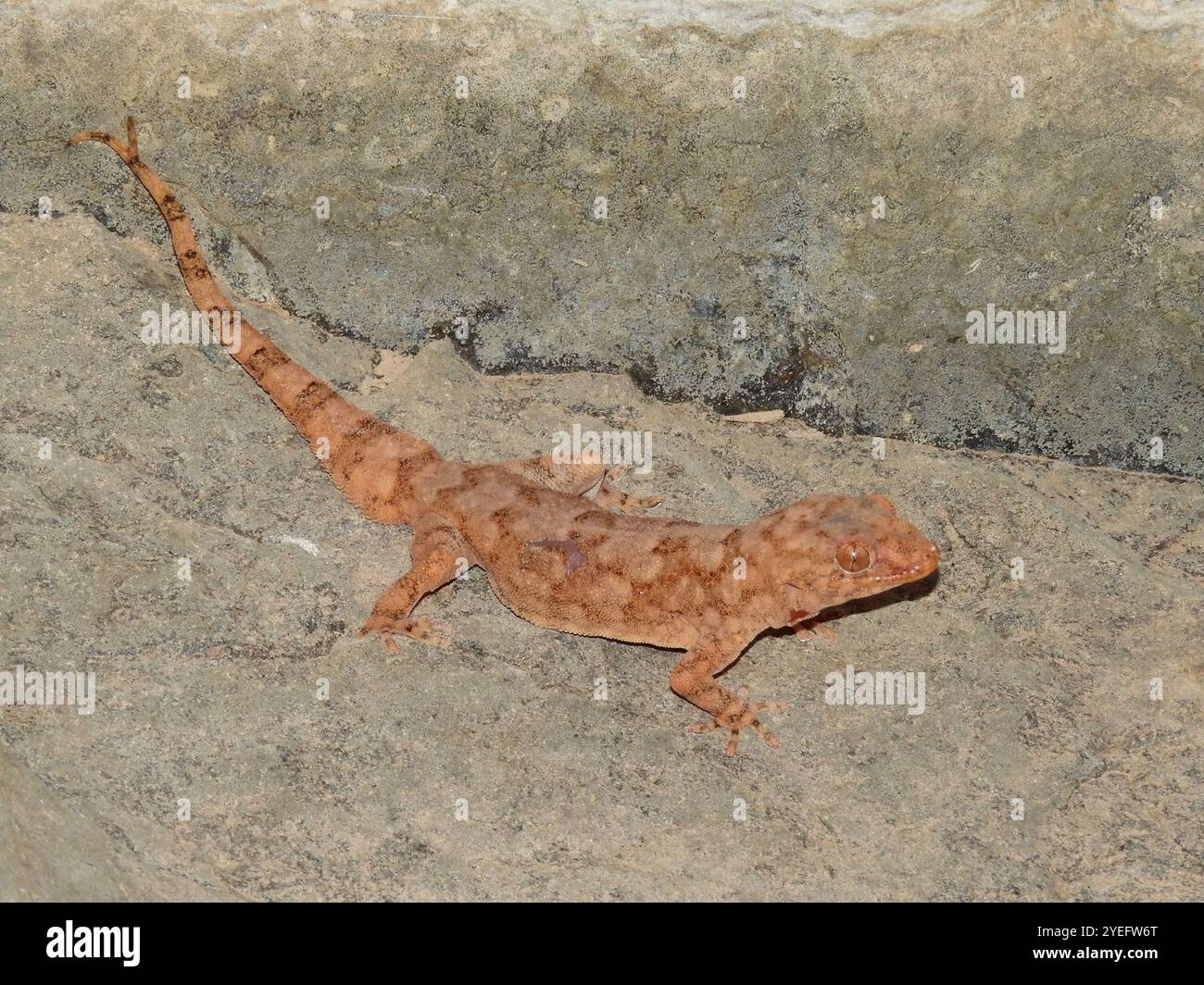 Haacke’s Thick-toed gecko (Pachydactylus haackei Stock Photo - Alamy