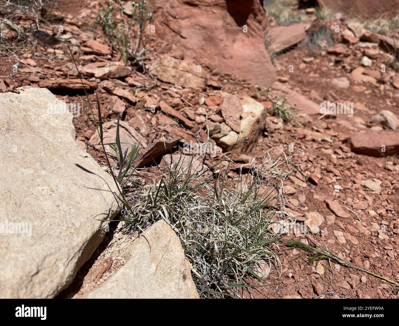 Blue grama bouteloua gracilis hi-res stock photography and images - Alamy