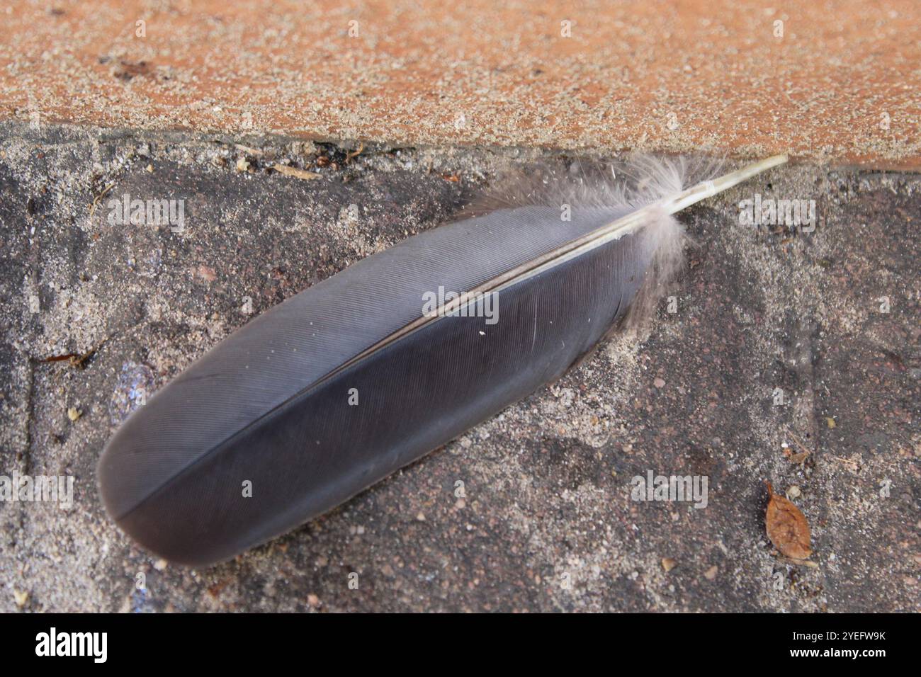 Pigeons and Doves (Columbiformes Stock Photo - Alamy