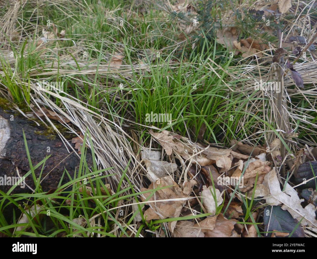 alpine grass (Carex brizoides Stock Photo - Alamy