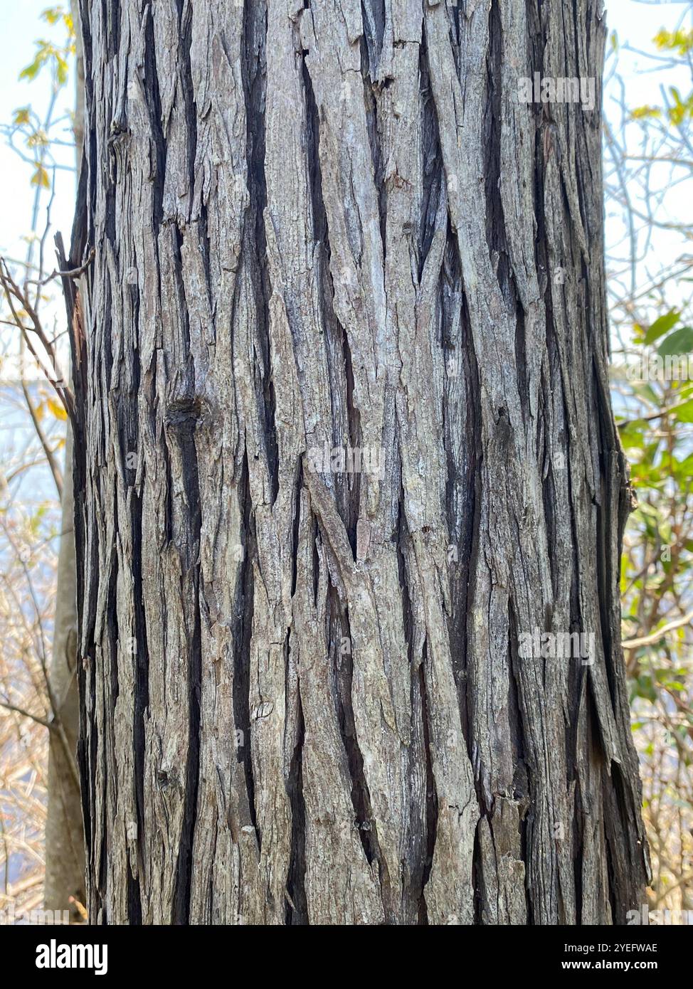 Atlantic white cedar (Chamaecyparis thyoides Stock Photo - Alamy