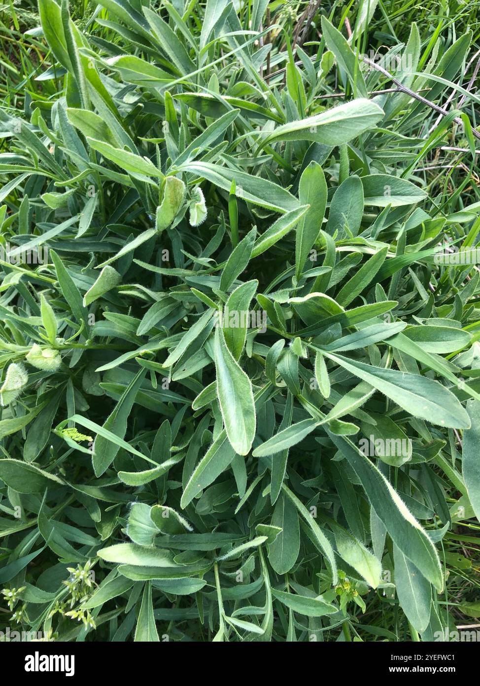 Lance-leaved Coreopsis (Coreopsis lanceolata Stock Photo - Alamy