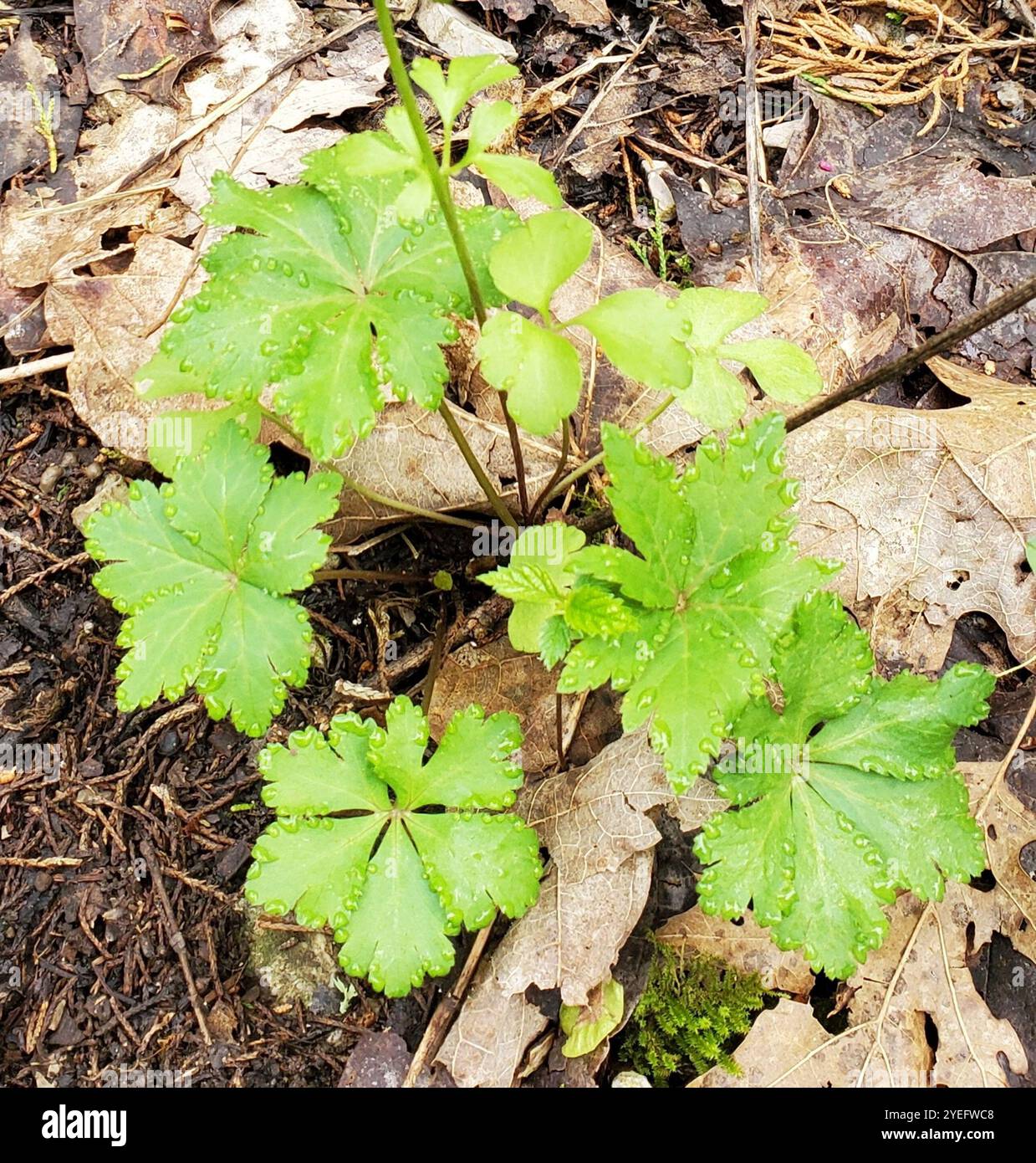 small-flowered buttercup (Ranunculus abortivus Stock Photo - Alamy