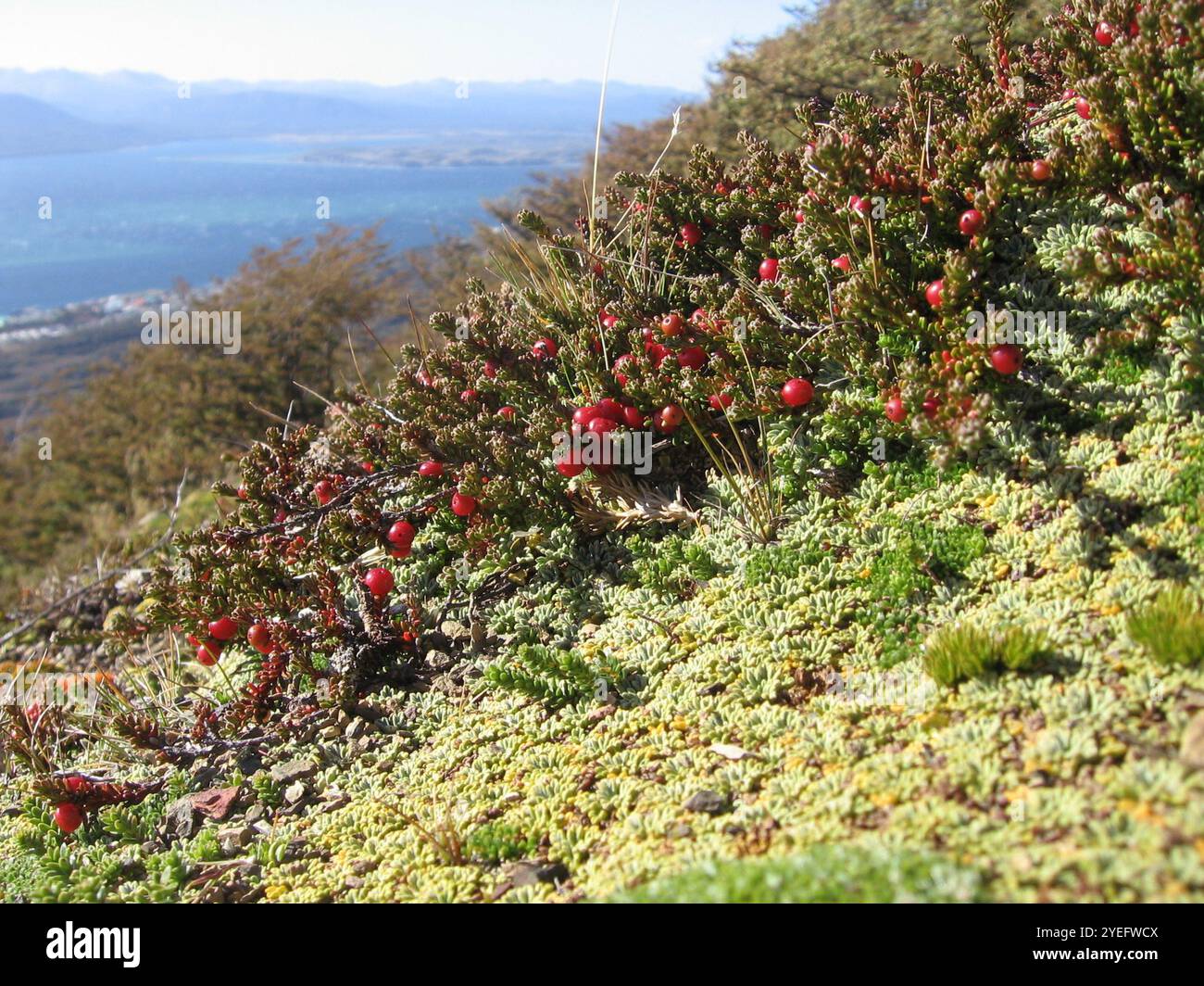 Diddle-dee (Empetrum rubrum Stock Photo - Alamy