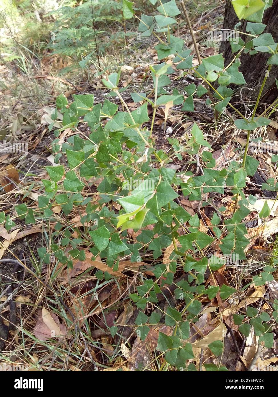 Common Flat-pea (Platylobium obtusangulum Stock Photo - Alamy