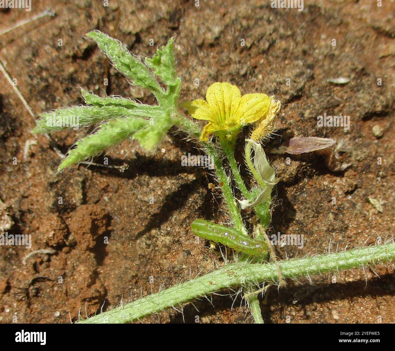 South African Spiny Cucumber (Cucumis zeyheri Stock Photo - Alamy