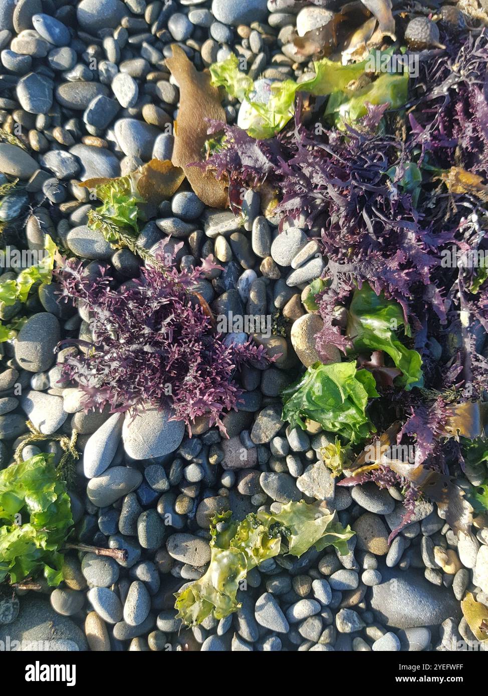 red algae (Rhodophyta Stock Photo - Alamy