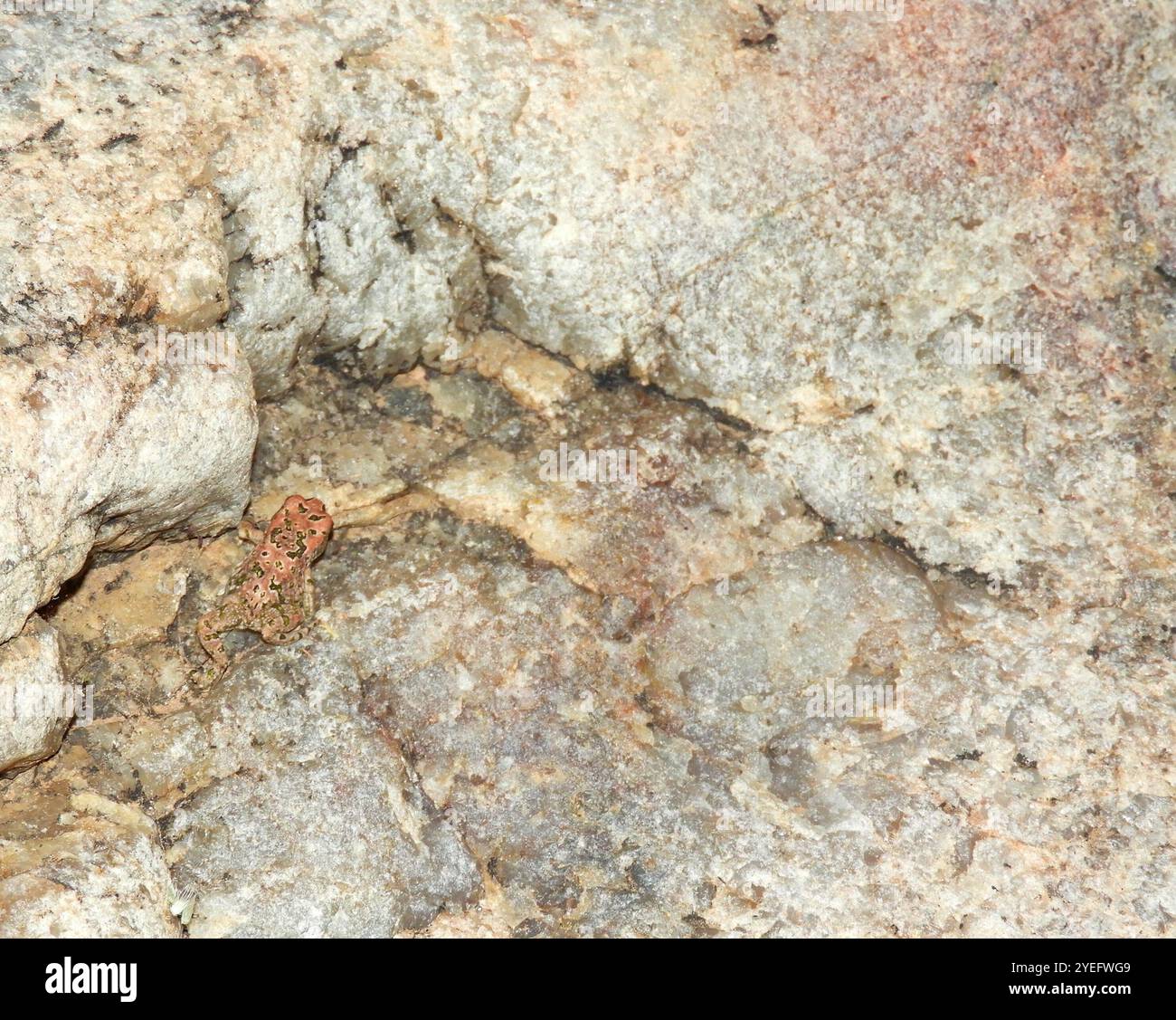 Paradise Toad (Vandijkophrynus robinsoni Stock Photo - Alamy