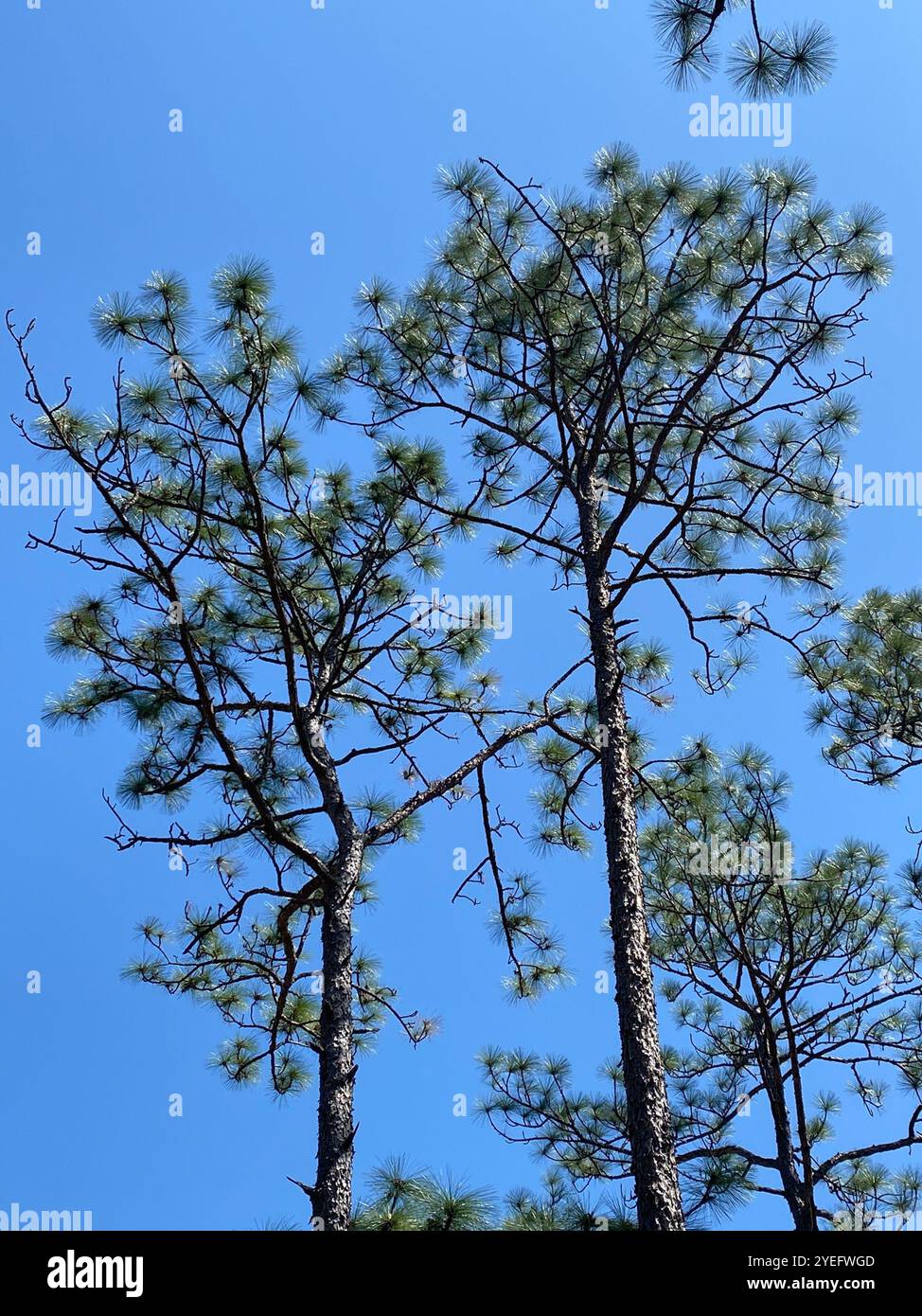 longleaf pine (Pinus palustris Stock Photo - Alamy