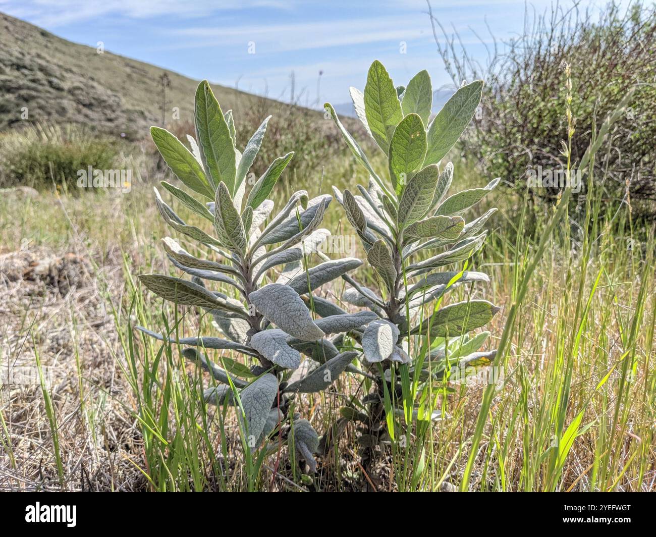 Woolly yerba santa hi-res stock photography and images - Alamy