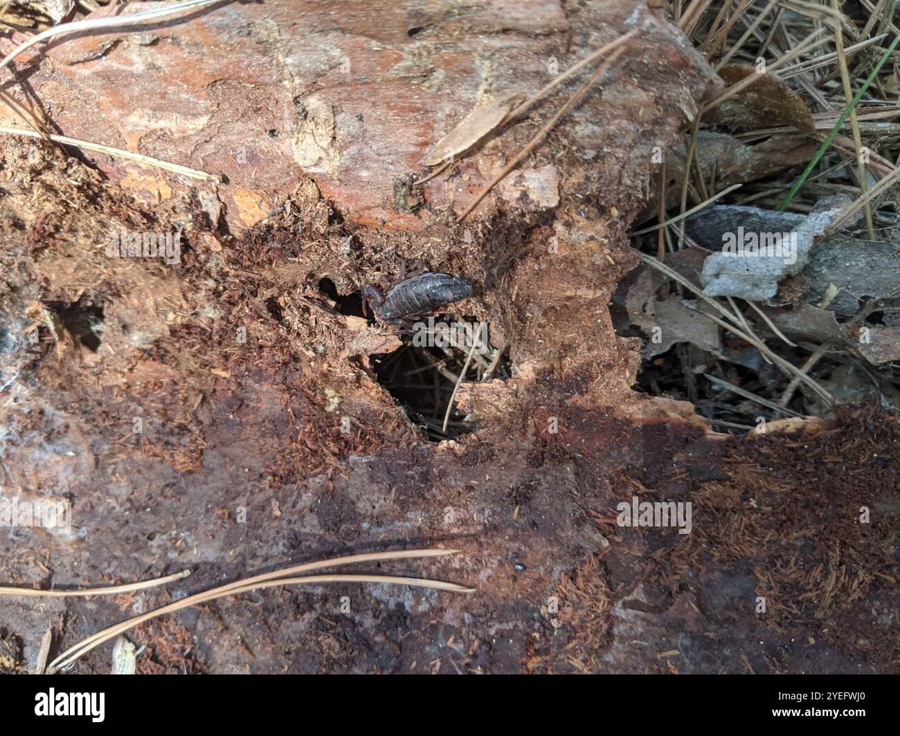 Southern Devil Scorpion (Vaejovis carolinianus Stock Photo - Alamy