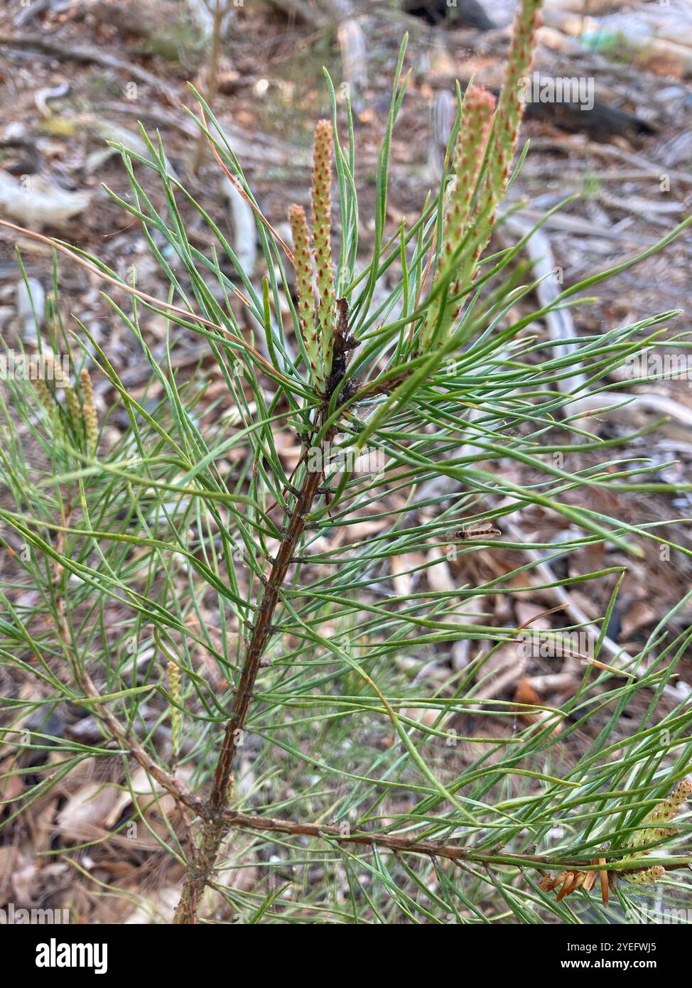 Virginia pine (Pinus virginiana Stock Photo - Alamy