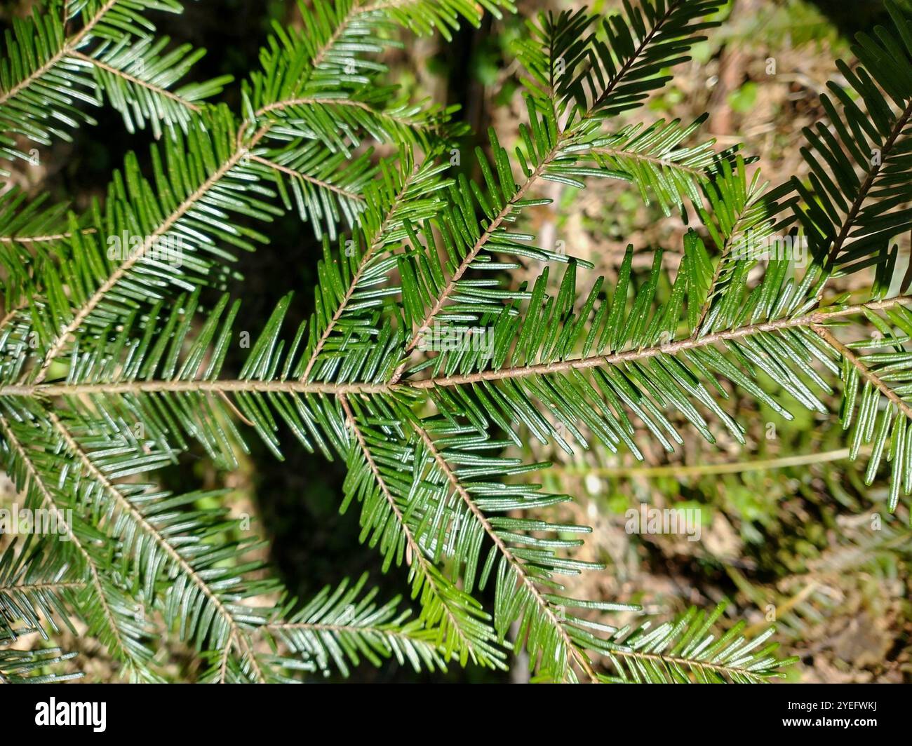 grand fir (Abies grandis Stock Photo - Alamy