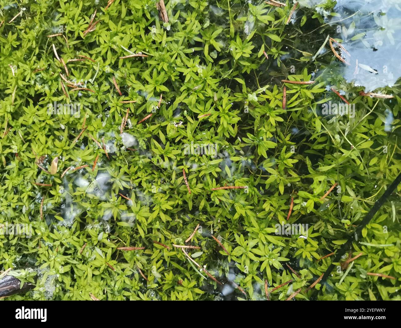 Canadian Waterweed (Elodea canadensis Stock Photo - Alamy