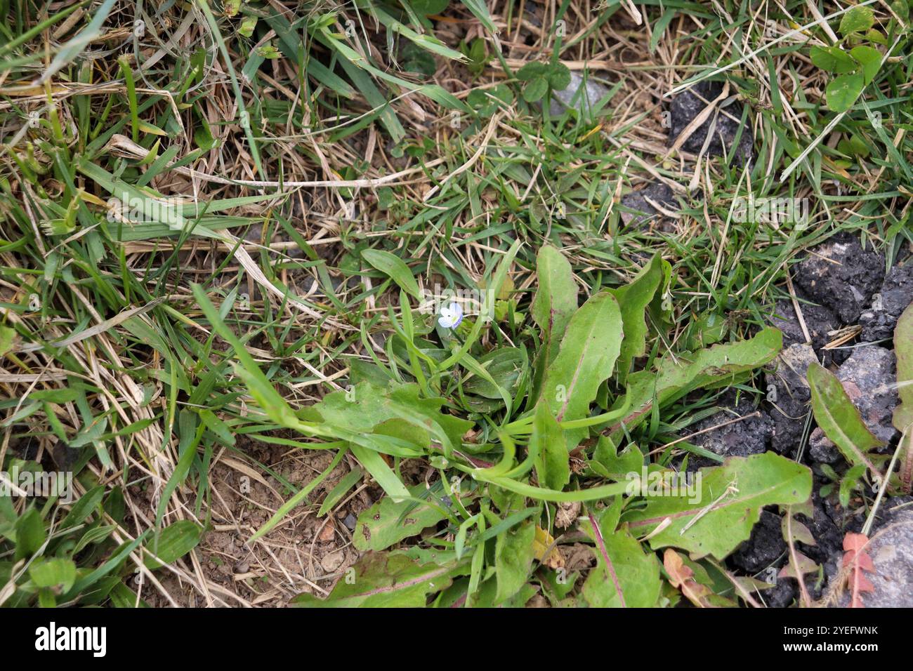 bird's-eye speedwell (Veronica persica Stock Photo - Alamy