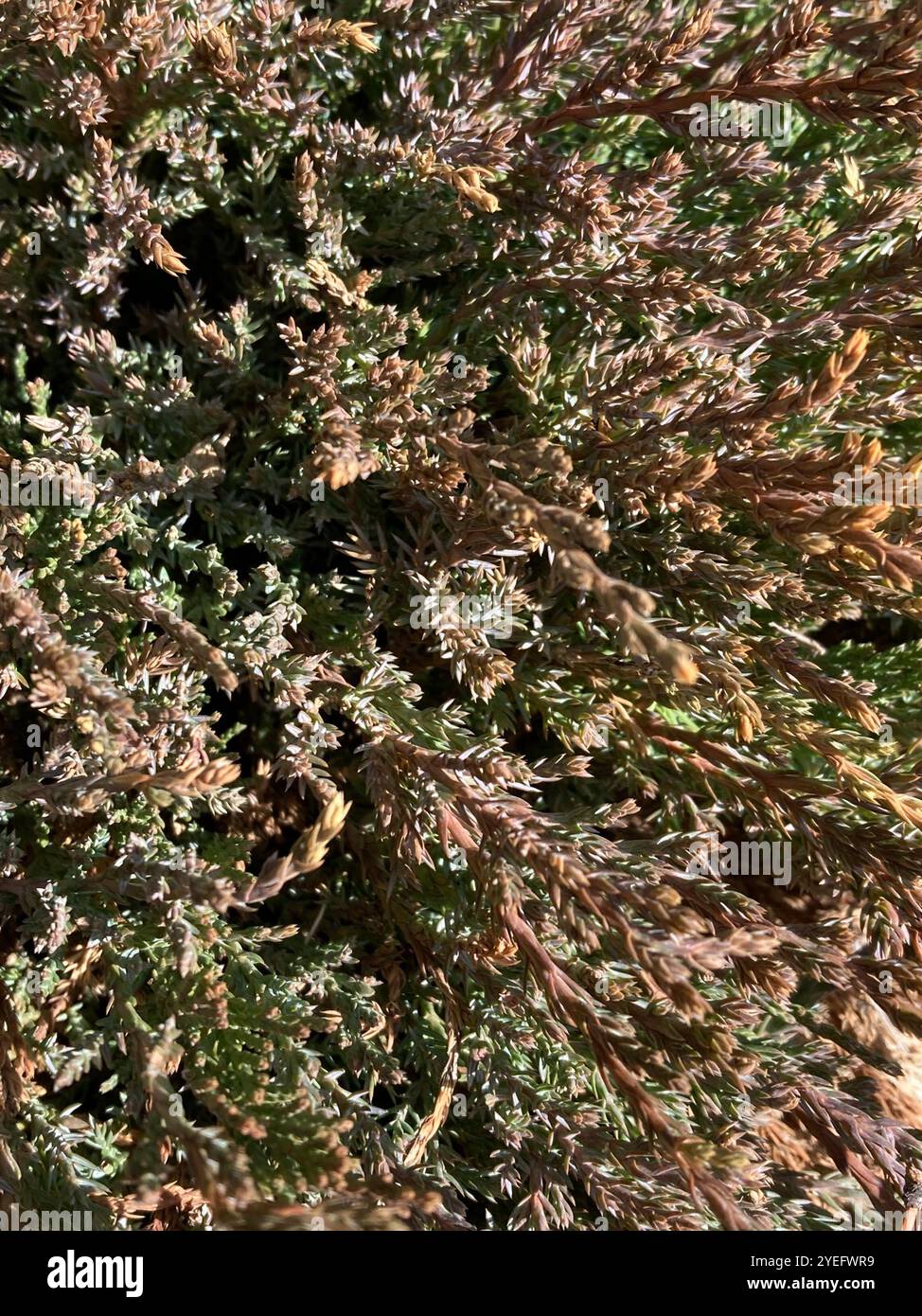 creeping juniper (Juniperus horizontalis Stock Photo - Alamy