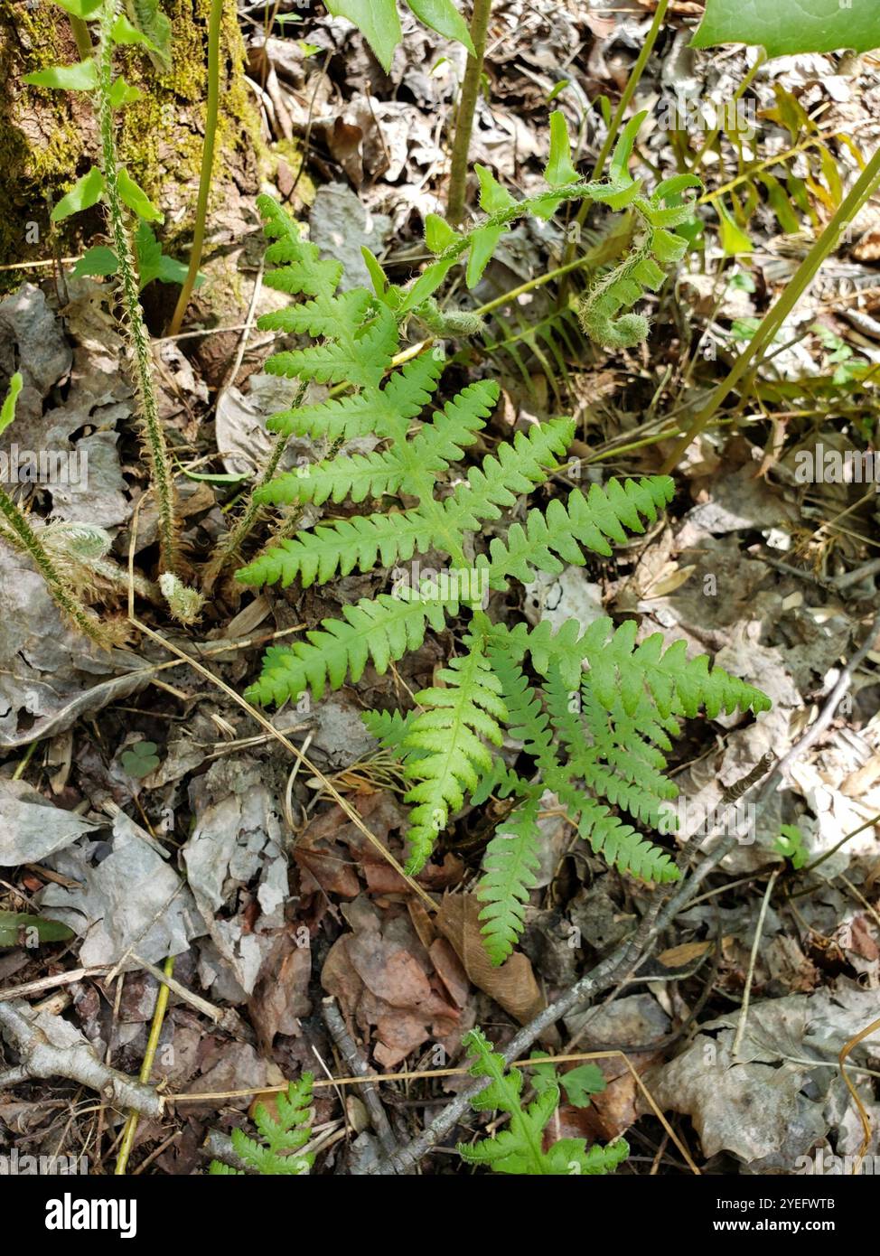 broad beech fern (Phegopteris hexagonoptera Stock Photo - Alamy