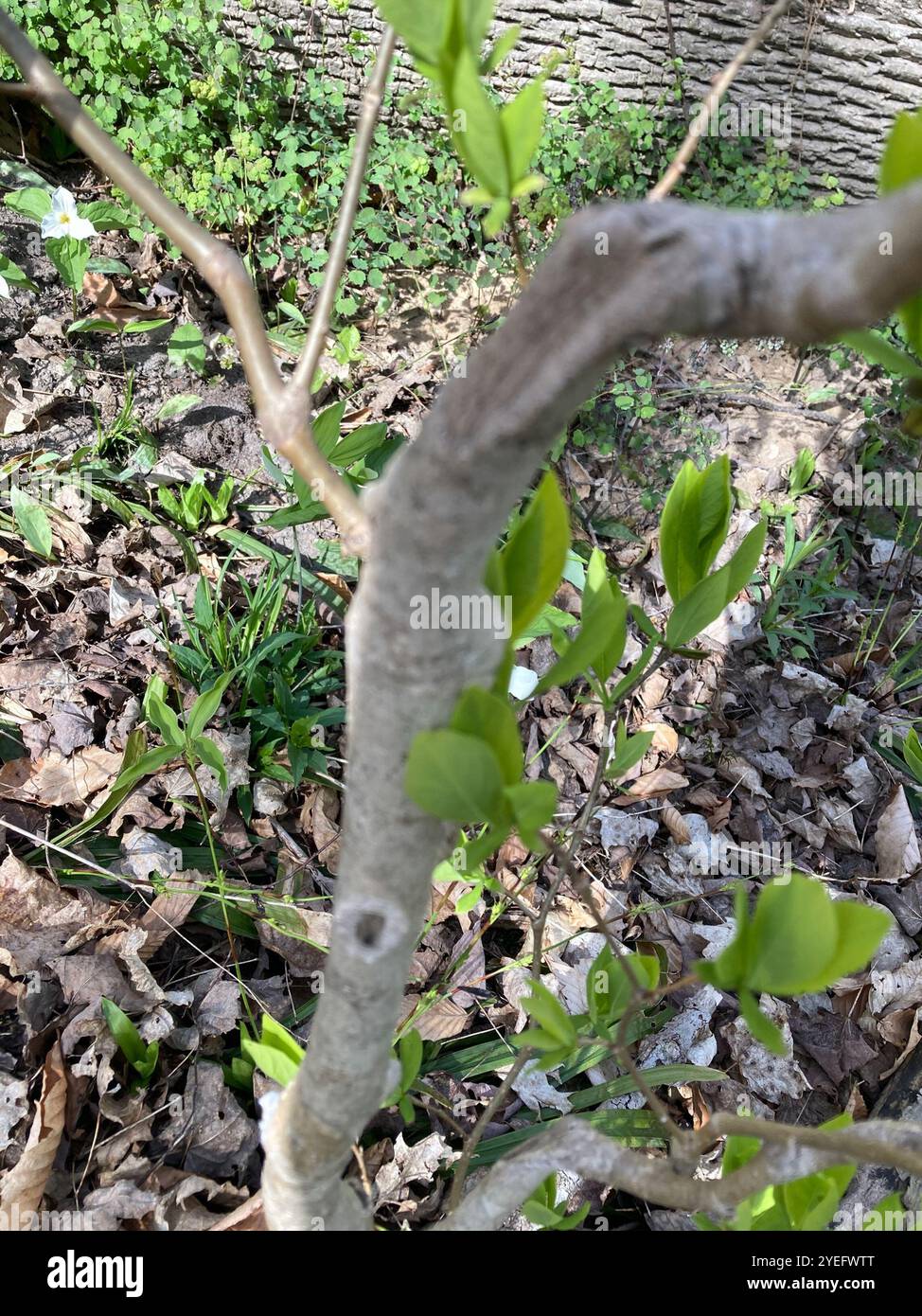 eastern leatherwood (Dirca palustris Stock Photo - Alamy