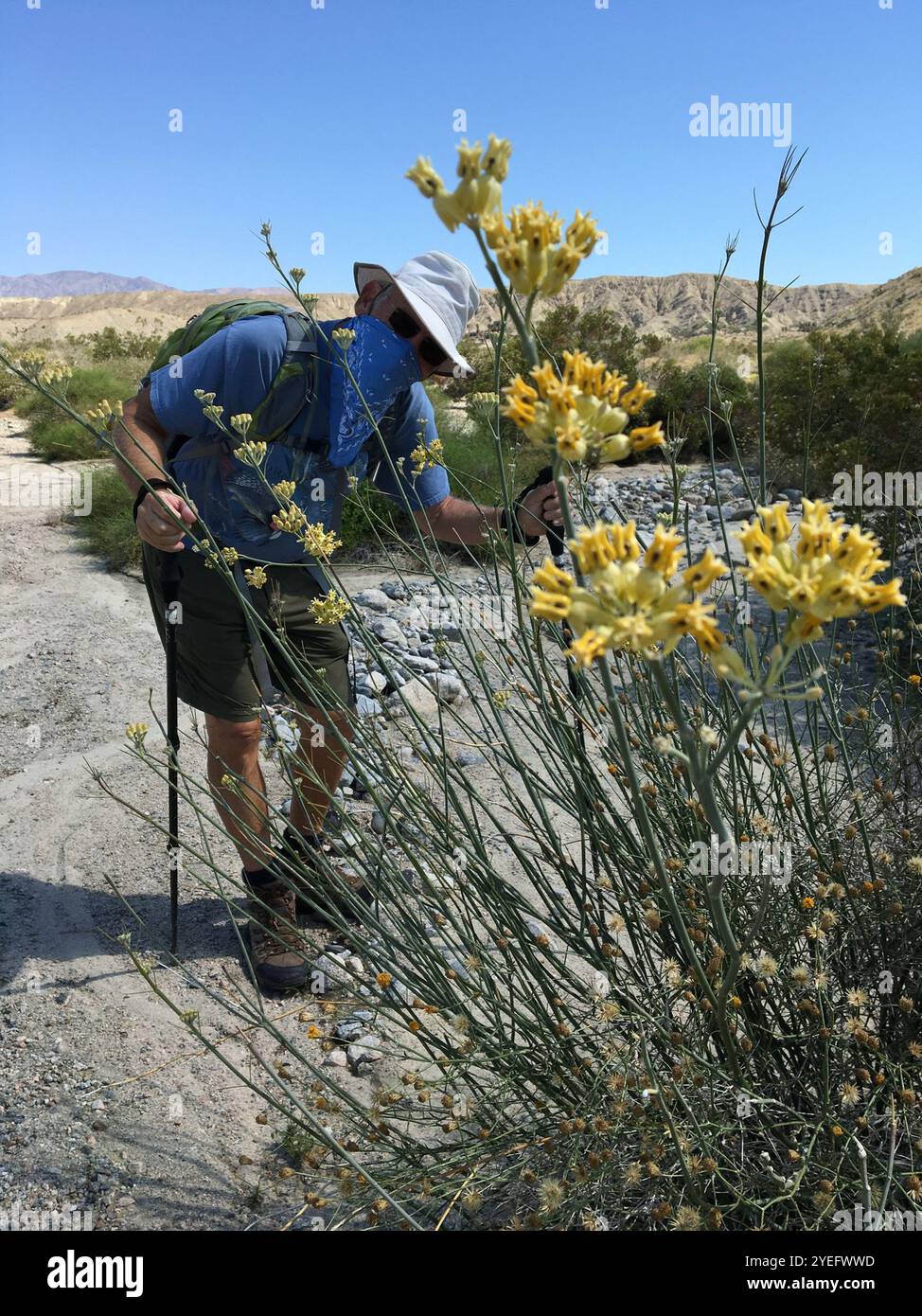 rush milkweed (Asclepias subulata Stock Photo - Alamy