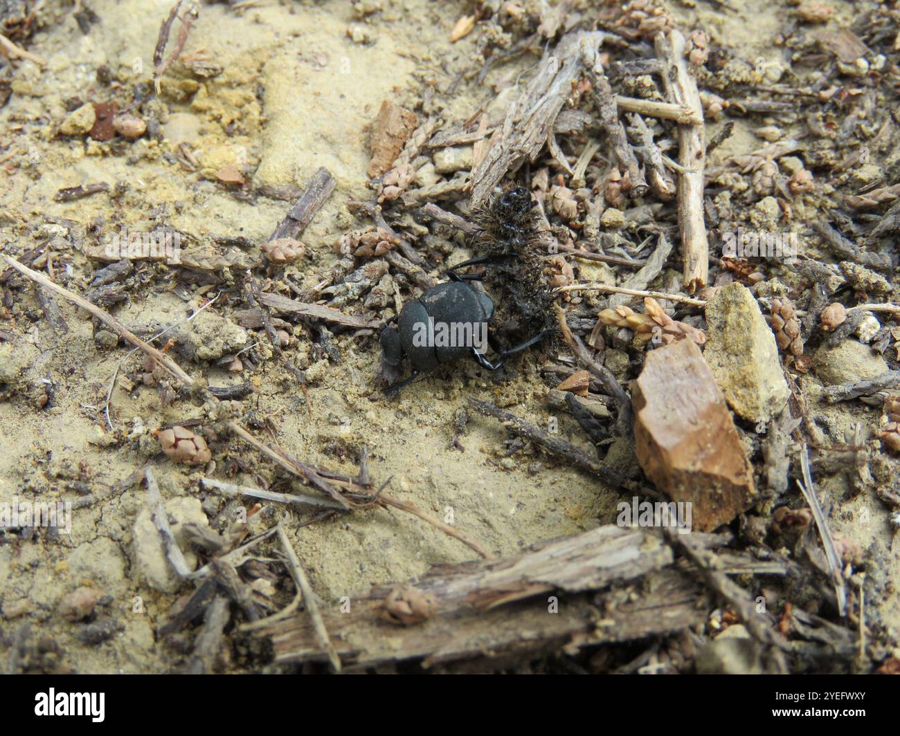 Dung Rollers (Canthon Stock Photo - Alamy