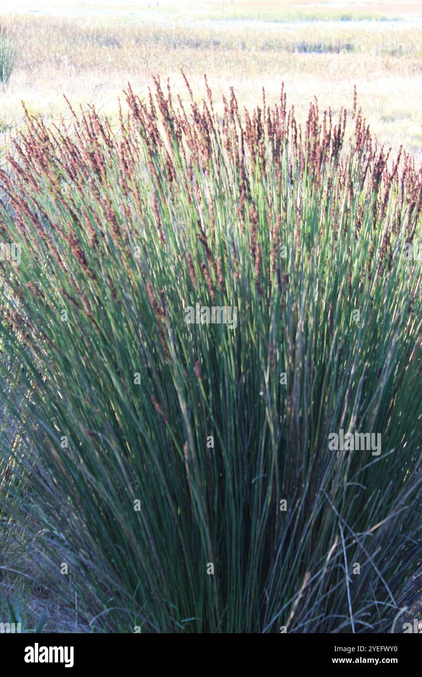 Elegia tectorum hi-res stock photography and images - Alamy