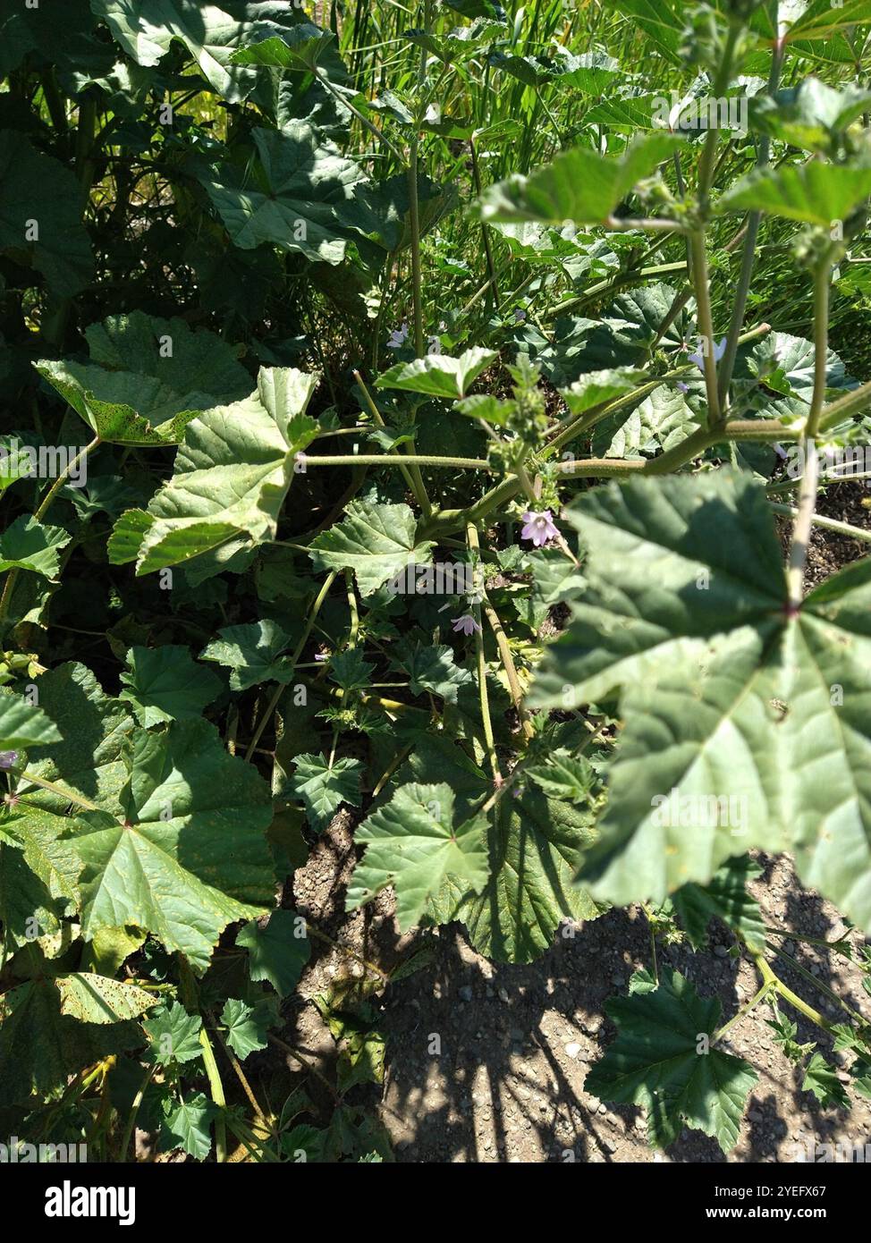 Cretan mallow (Malva multiflora Stock Photo - Alamy