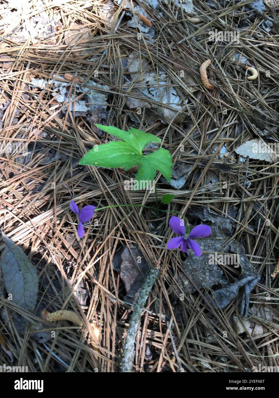 three-lobed violet (Viola palmata Stock Photo - Alamy