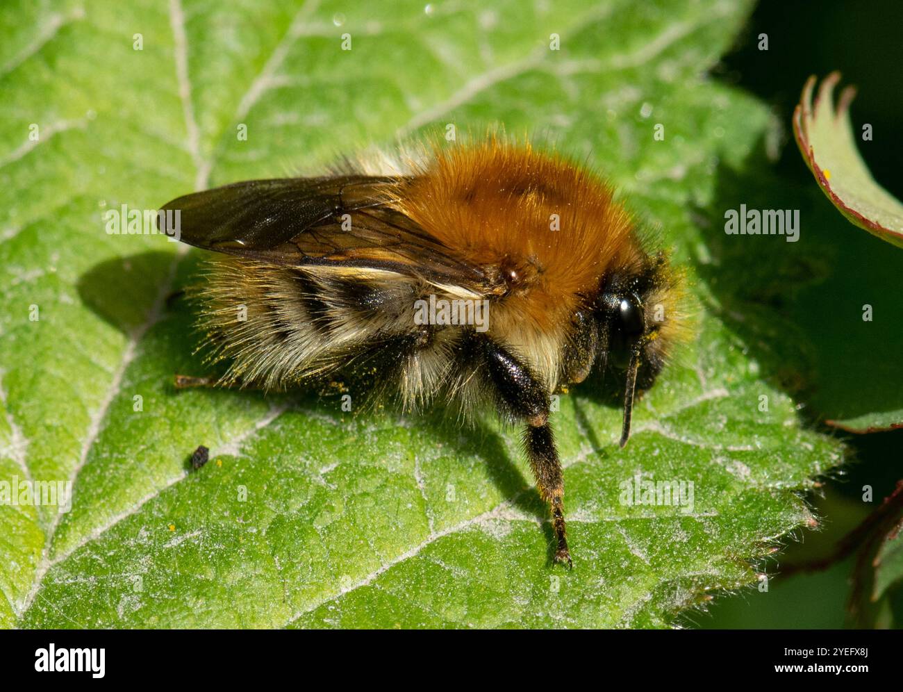 Common Carder Bumble Bee (Bombus pascuorum Stock Photo - Alamy