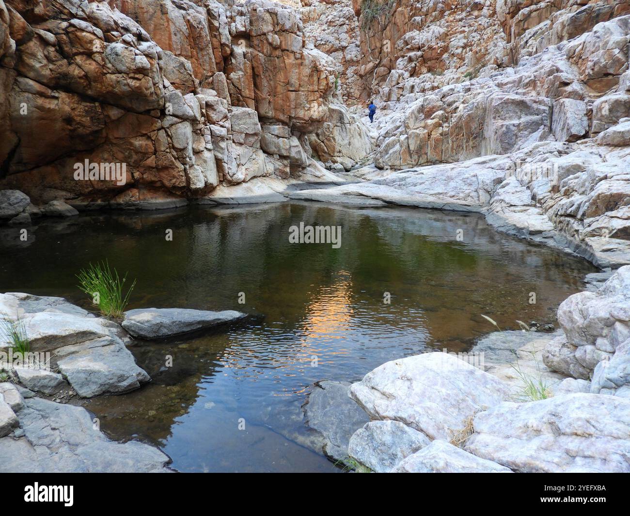 Marbled rubber frog (Phrynomantis annectens Stock Photo - Alamy