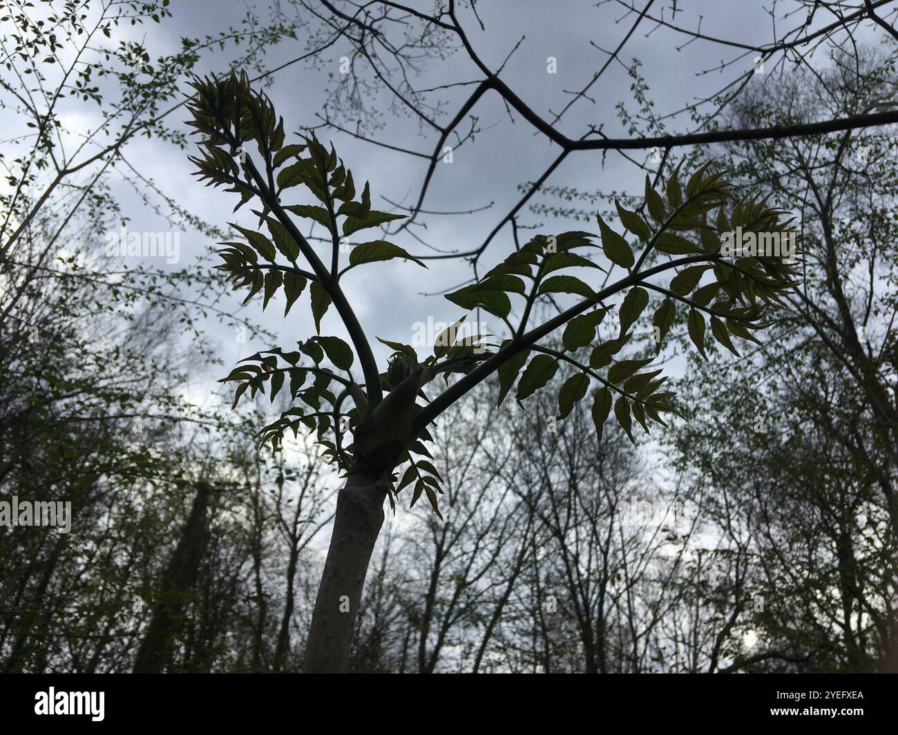 Japanese angelica tree (Aralia elata Stock Photo - Alamy