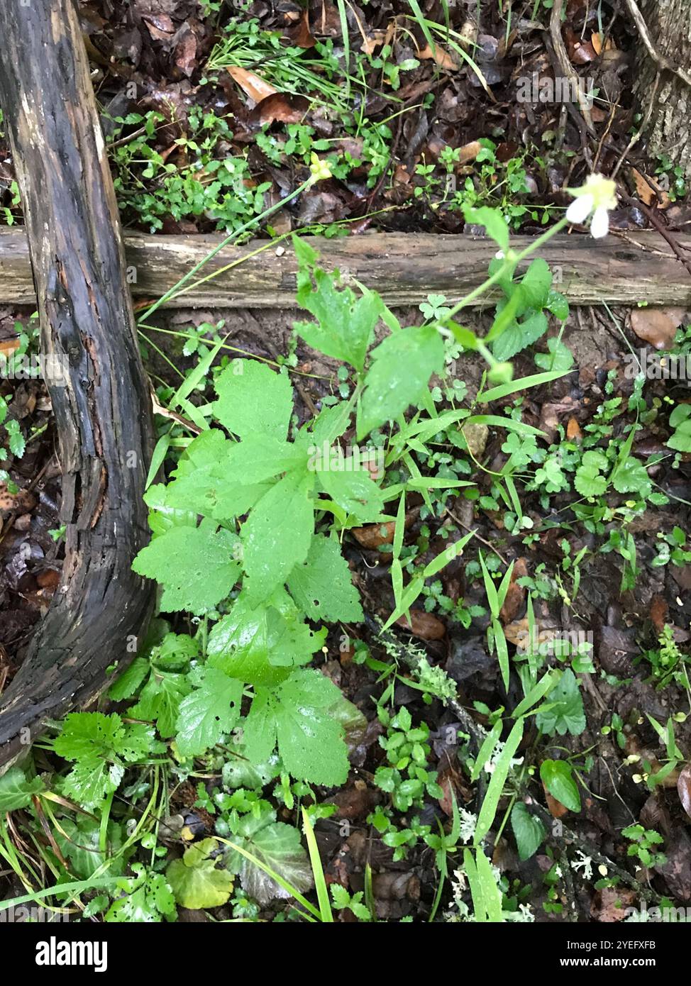 white avens (Geum canadense Stock Photo - Alamy