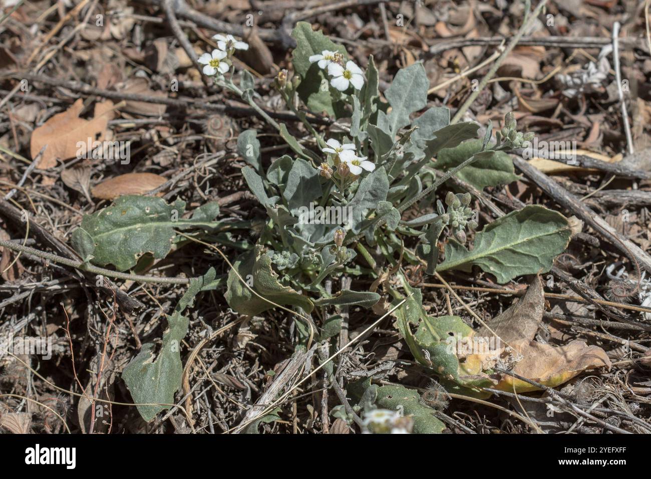 White bladderpod hi-res stock photography and images - Alamy