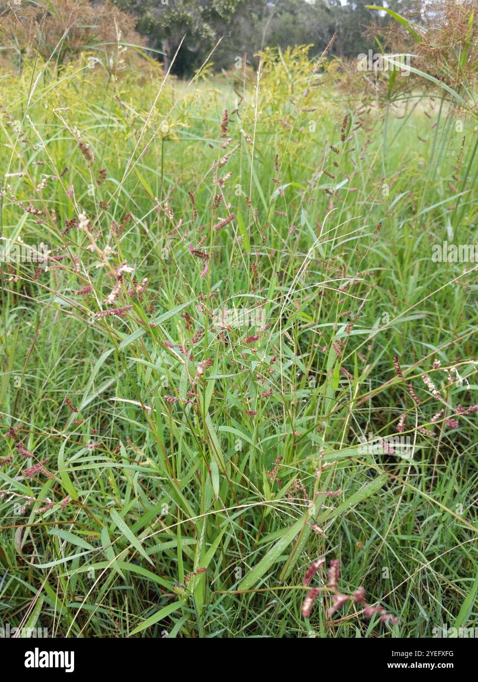 Jungle Rice (Echinochloa colonum Stock Photo - Alamy