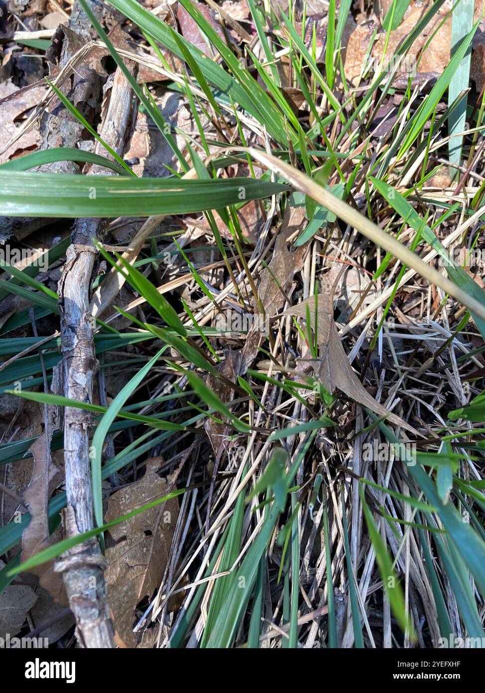 White-grained Mountain-ricegrass (Oryzopsis asperifolia Stock Photo - Alamy