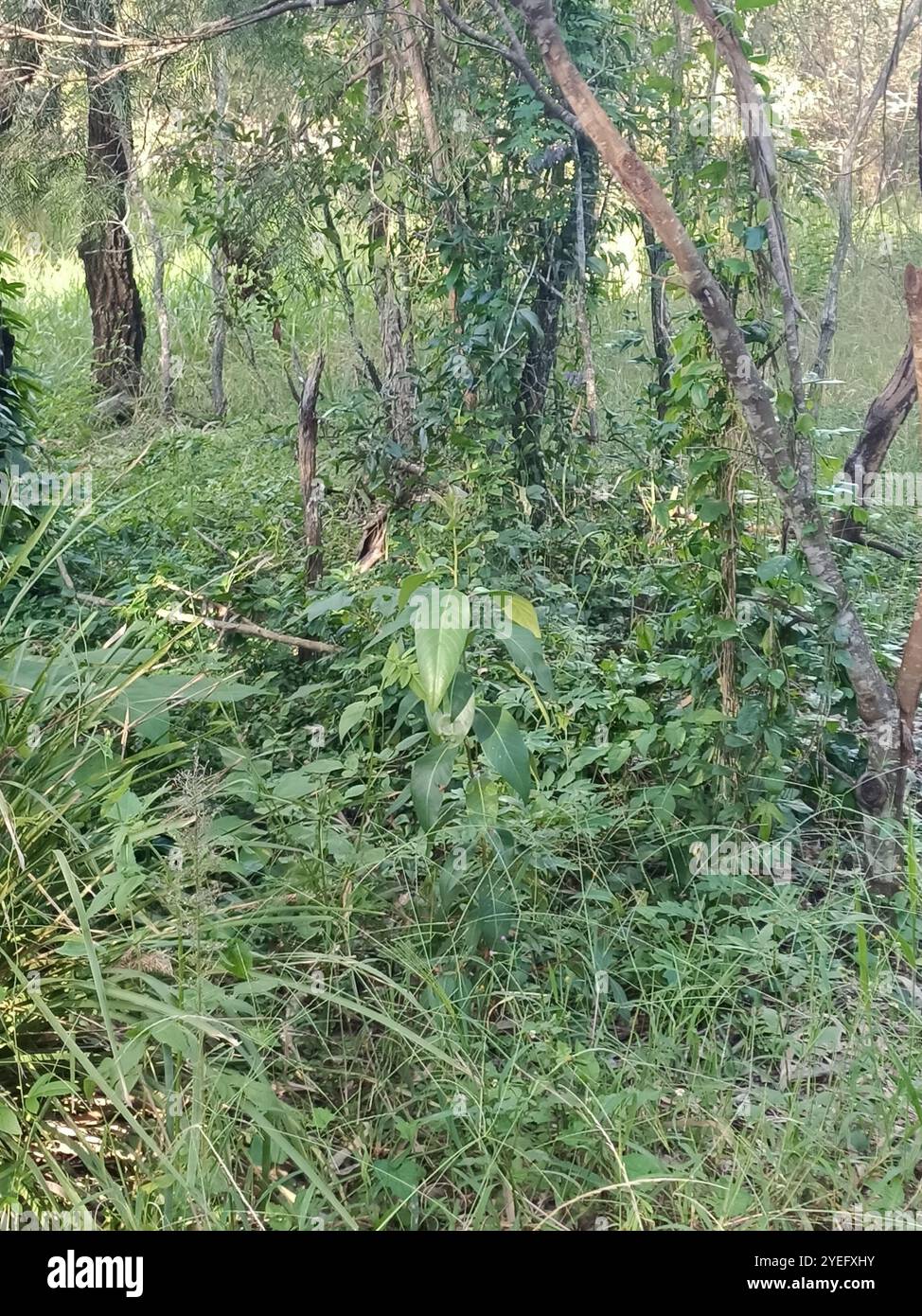 swamp box (Lophostemon suaveolens Stock Photo - Alamy