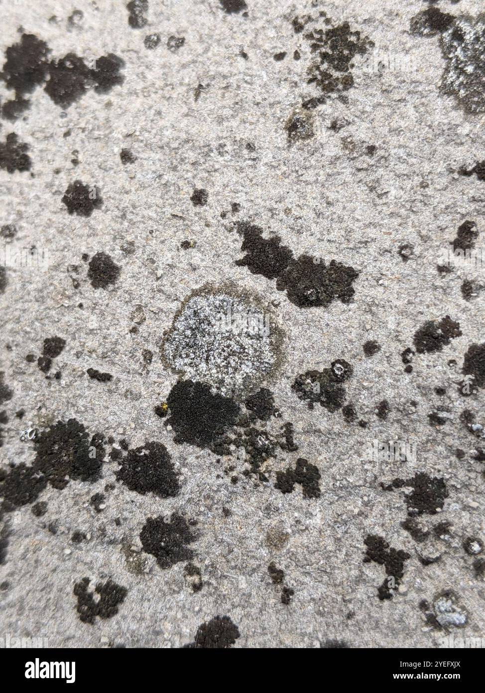 wart lichens, script lichens, and allies (Ostropomycetidae Stock Photo ...