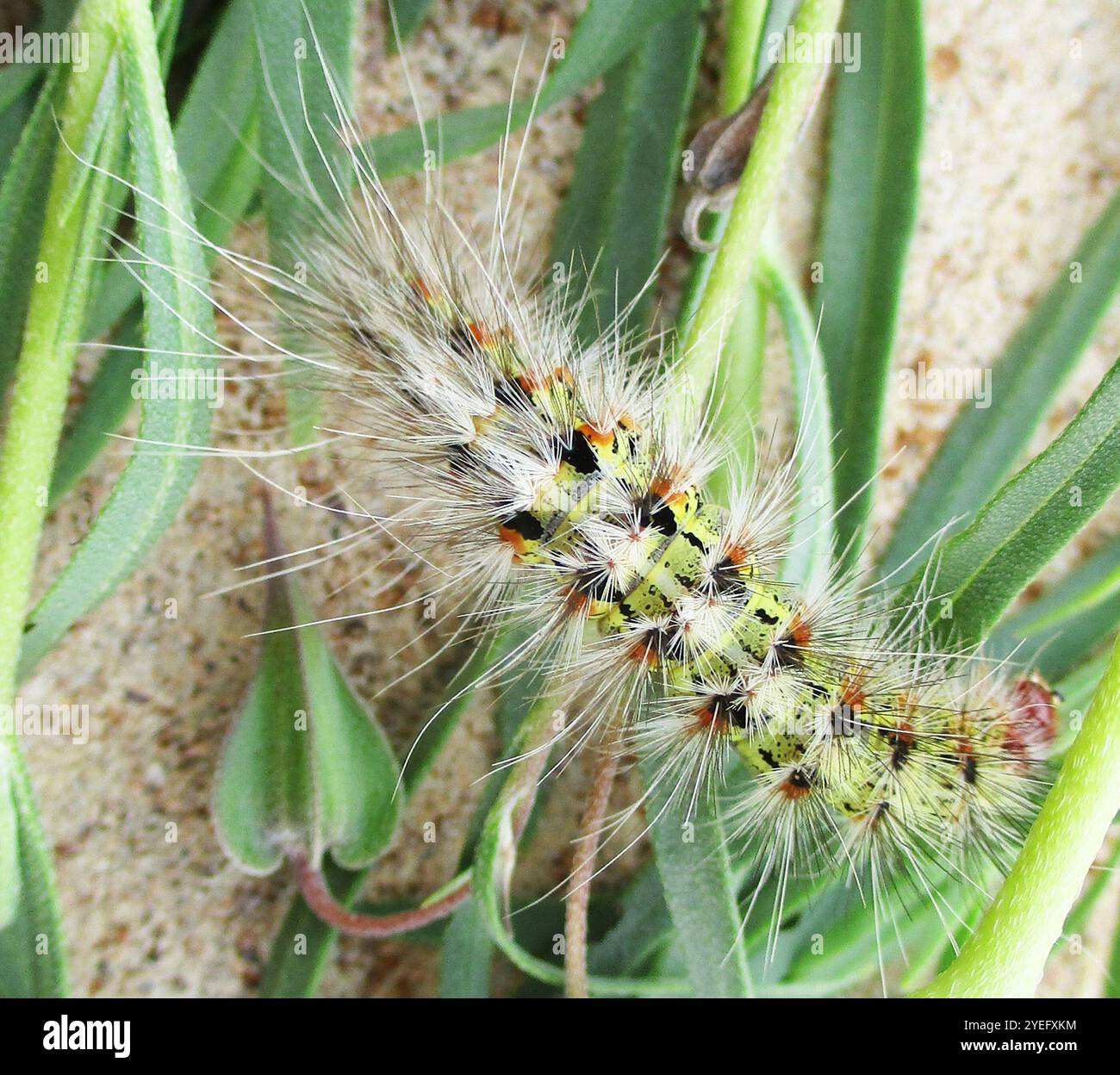 Tiger Moths and Allies (Arctiinae Stock Photo - Alamy