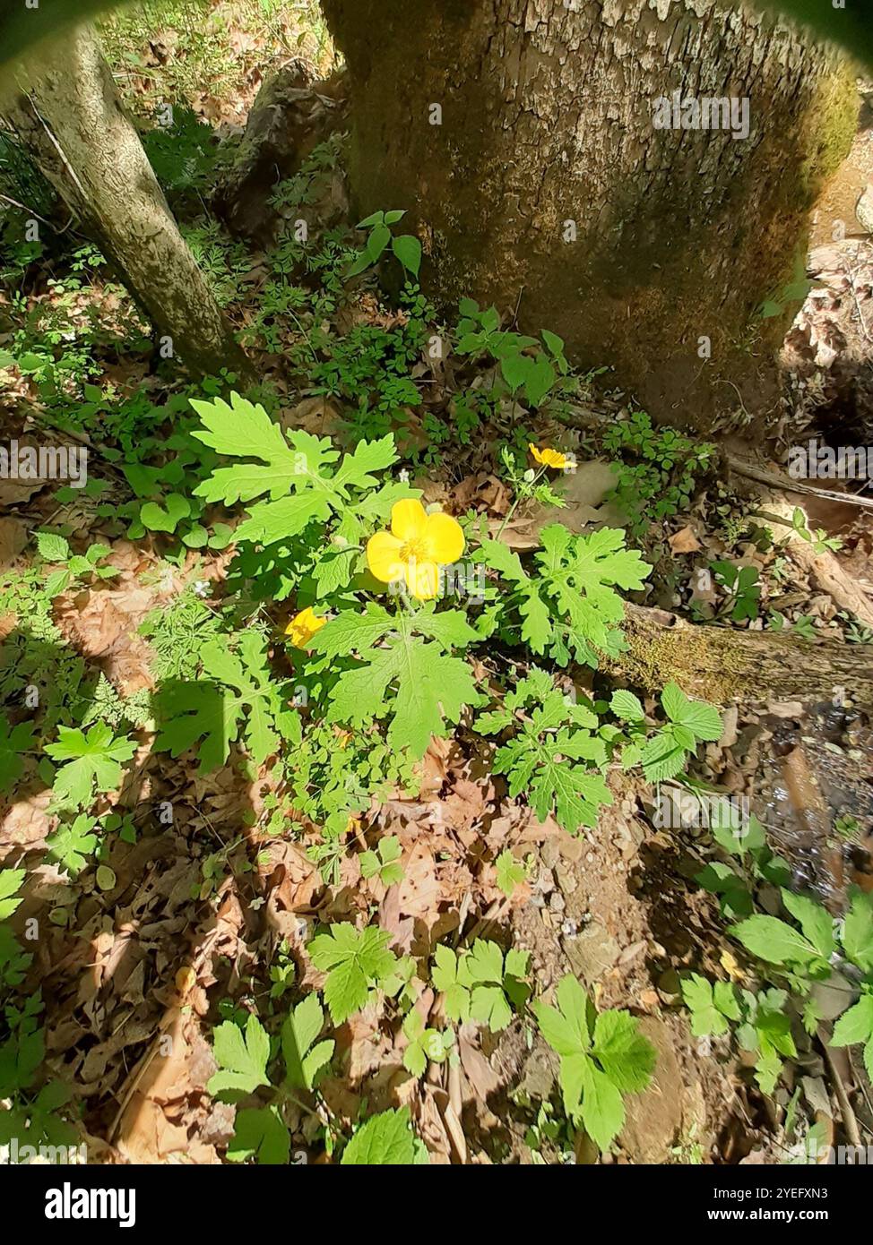 Celandine Poppy (Stylophorum diphyllum Stock Photo - Alamy