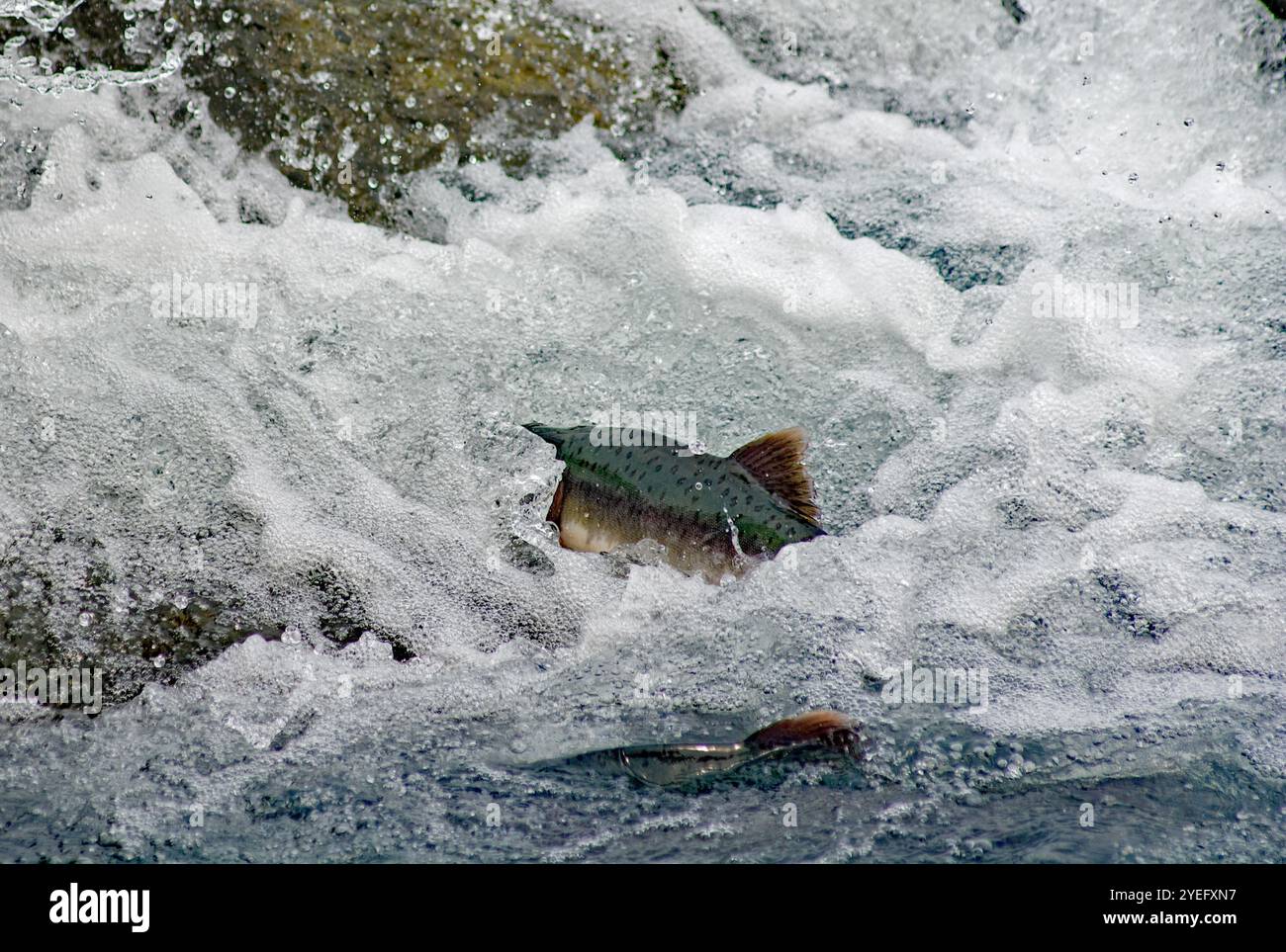 Salmon passage hi-res stock photography and images - Alamy