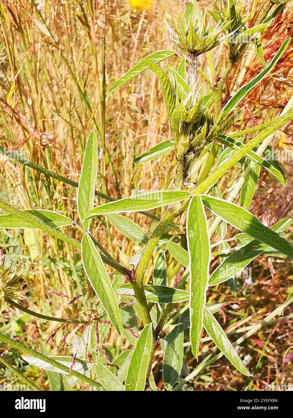 arabian pea (Bituminaria bituminosa Stock Photo - Alamy