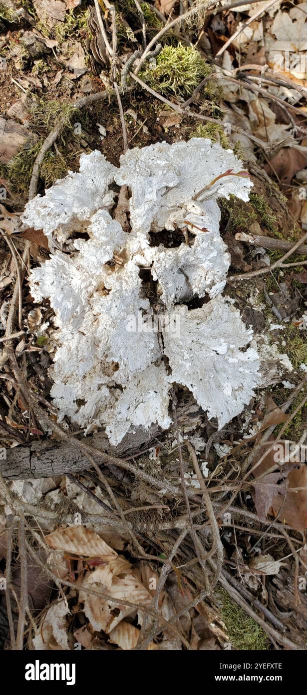 dog pelt lichen (Peltigera canina Stock Photo - Alamy